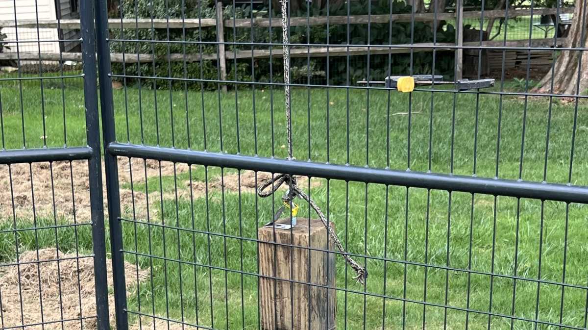 Arnold the pig captured after months on the run in Lancaster County