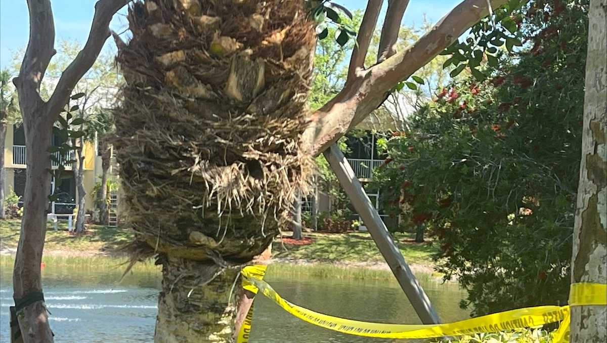 Driver dead after crashing car into Estero pond