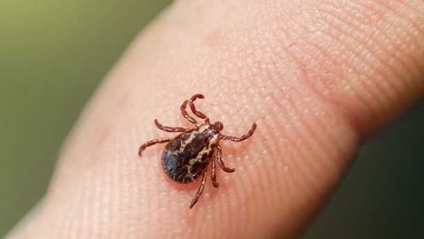 How dangerous is that tick? UMass lab offers test results in days