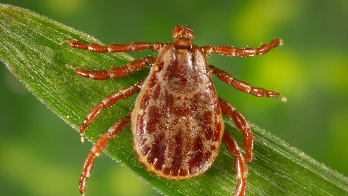 Mice help forecast threat of Lyme Disease ticks