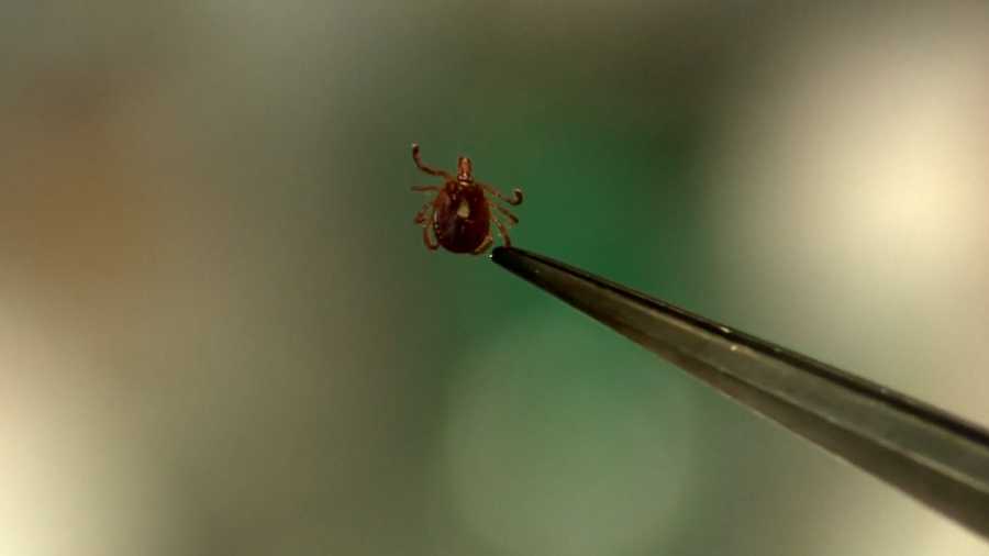 Winter cold won't stop spread of ticks, UMaine research finds