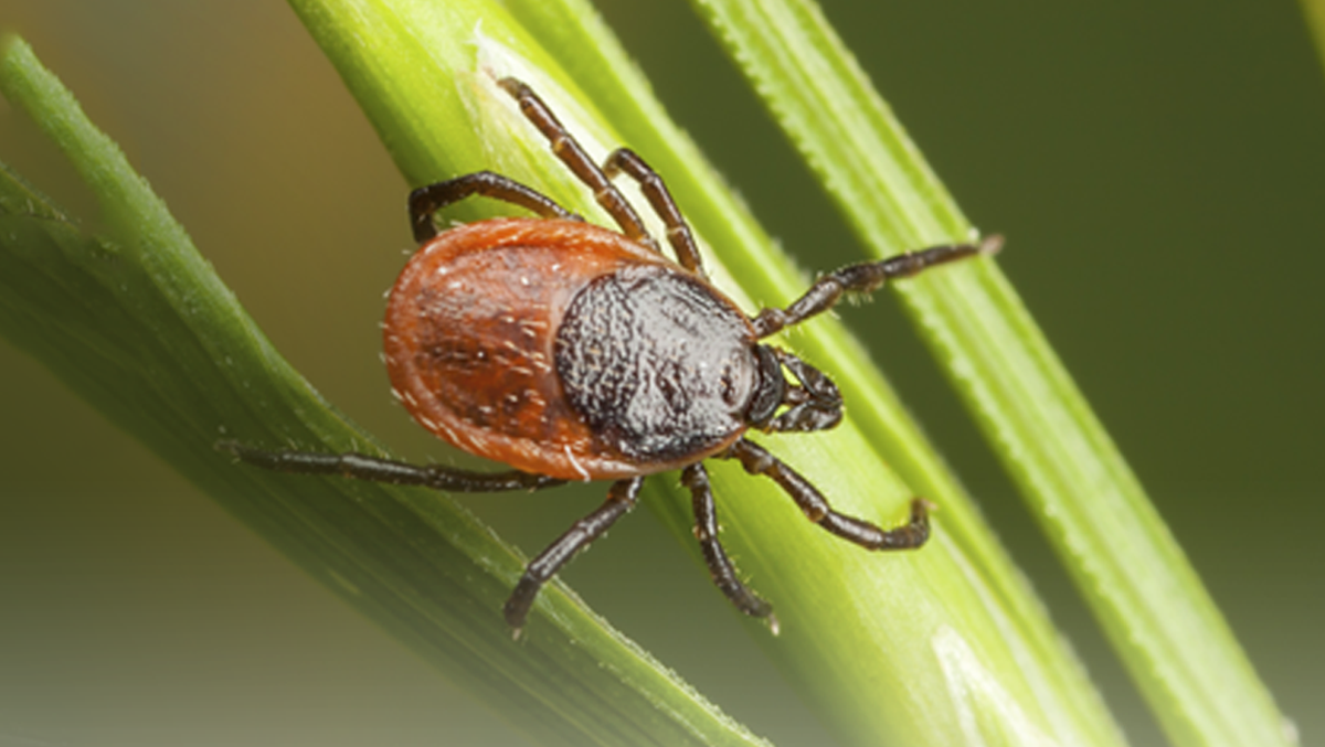 Uptick in Ticks: How to avoid the biting bugs