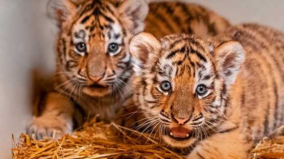Meet Alexei and Rory: Ohio zoo names adorable new tiger cubs