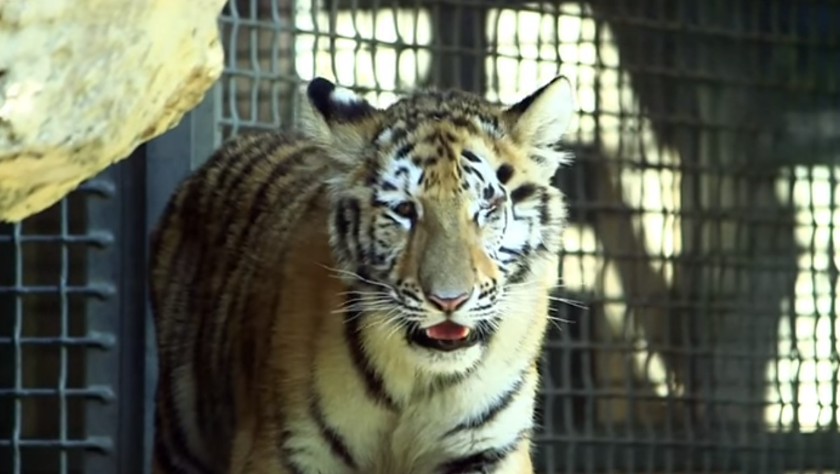 Tiger cub at Ohio Zoo has eye removed due to glaucoma