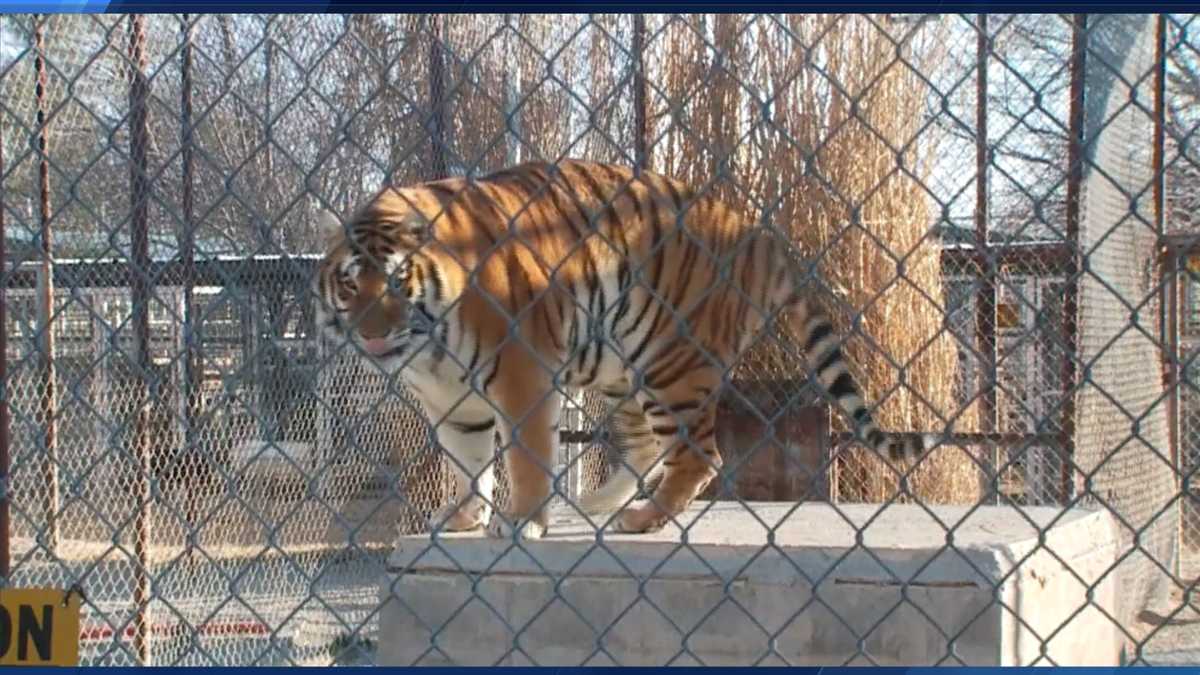 Carolina Tiger Rescue to house big cats from Tiger King Park