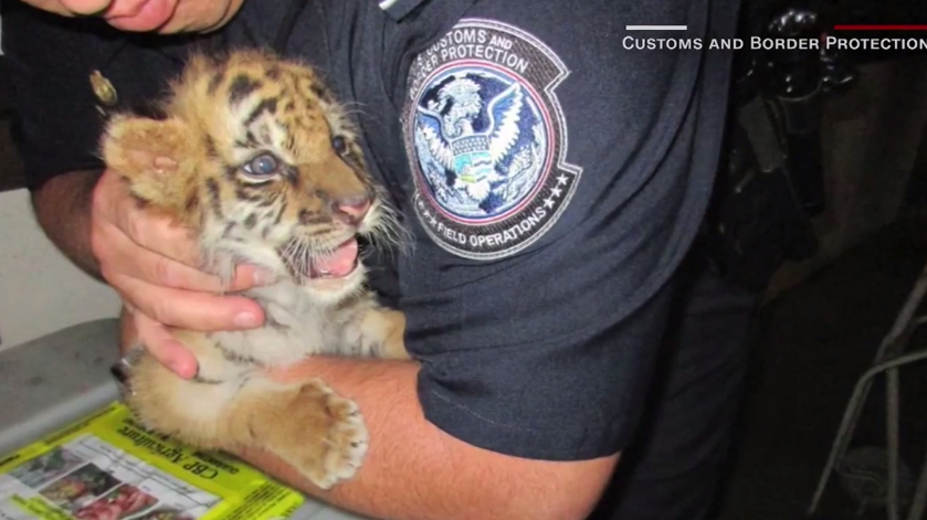 Man caught smuggling endangered Bengal tiger cub across US/Mexico border