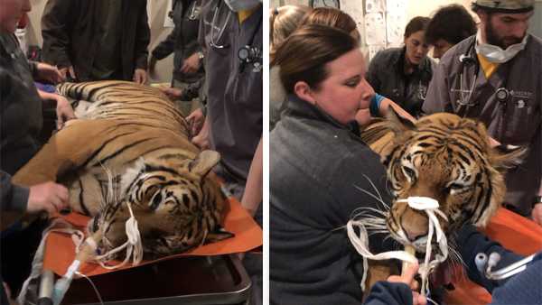 Cincinnati veterinarian treating biggest patient yet -- a 240-pound tiger