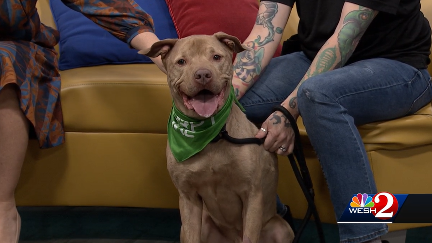 WESH 2 the Rescue: Tiger hoping to spend Christmas with his forever family