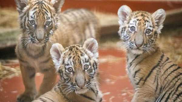 3 human-raised tiger cubs make playful debut at Ohio zoo