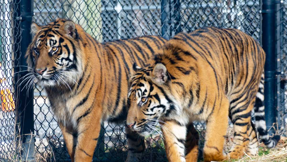 Greensboro Science Center tiger brothers set for public debut