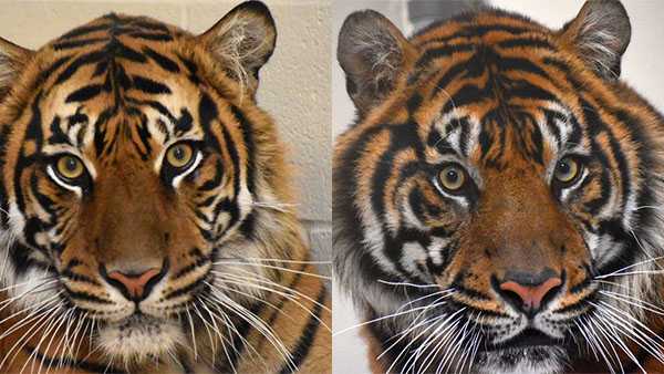Ohio zoo welcomes two new tiger residents