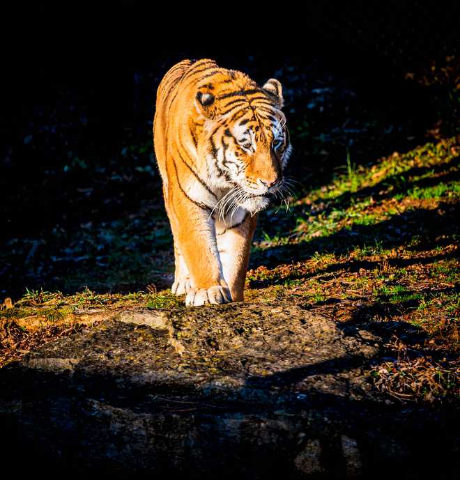 Louisville Zoo welcomes new male Amur tiger