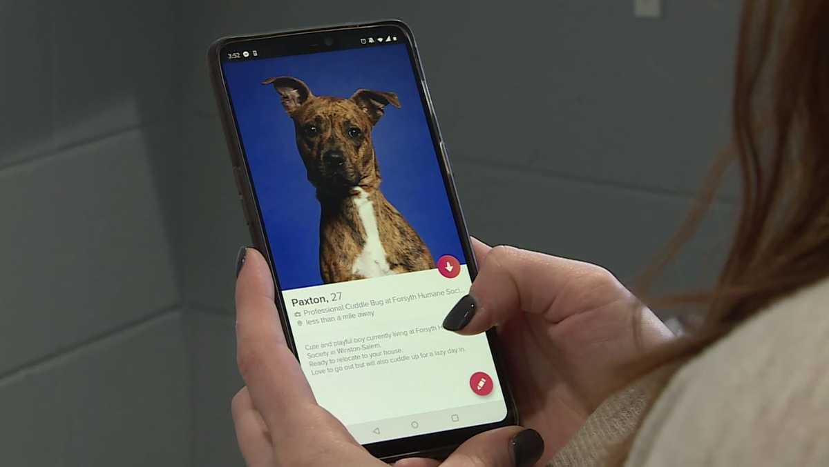 Looking for Love: Some adoptable pets now on dating app in search of ...