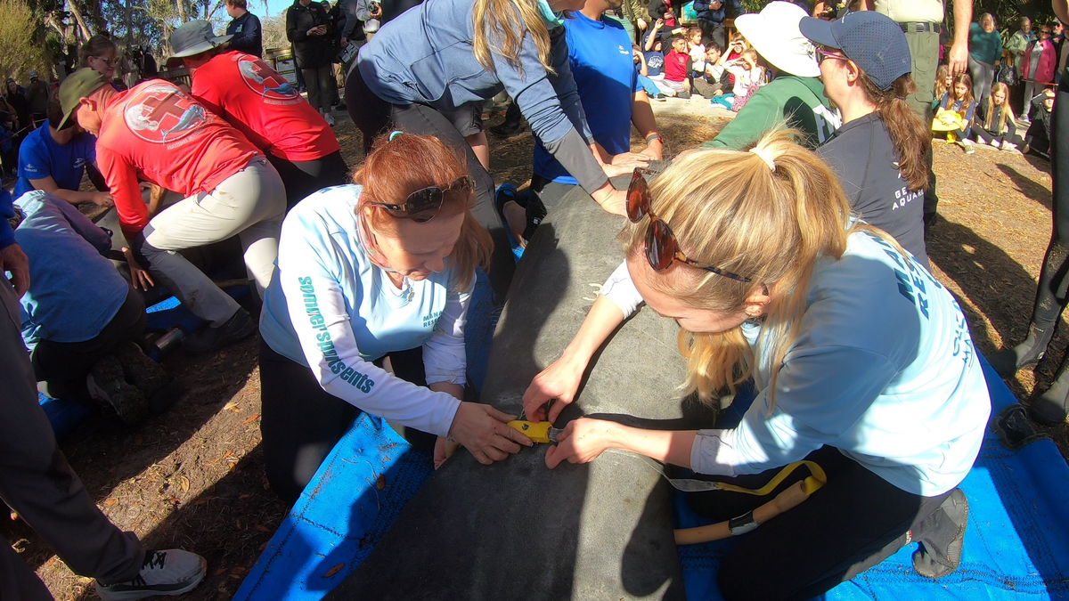 Photo Gallery: Manatees released in Florida