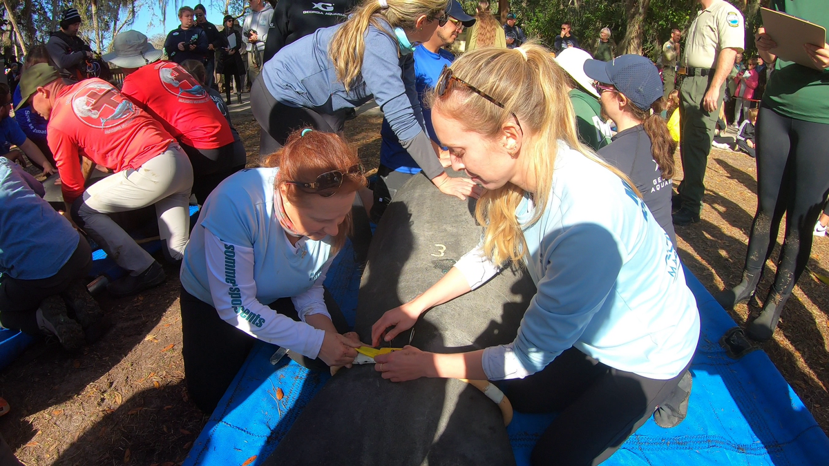 Photo Gallery: Manatees released in Florida