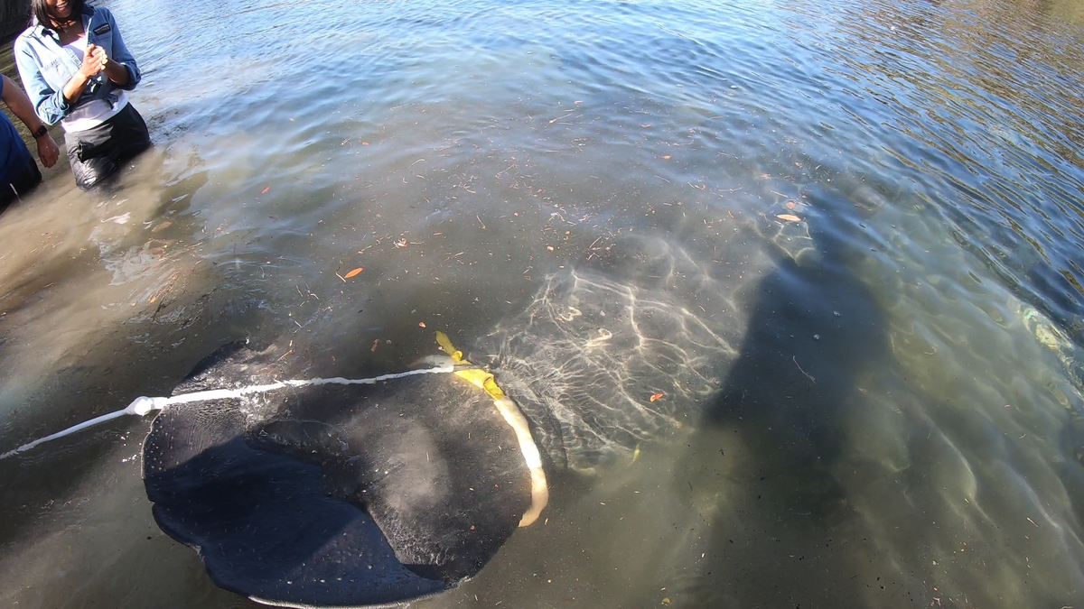 Photo Gallery: Manatees released in Florida