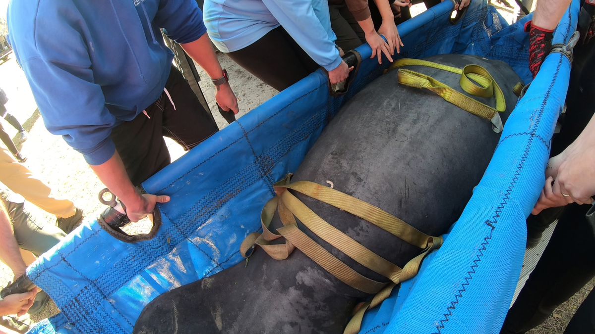 Photo Gallery: Manatees released in Florida