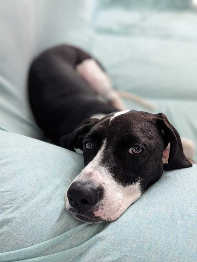 Marion County Animal Services: Meet the adoptable pets
