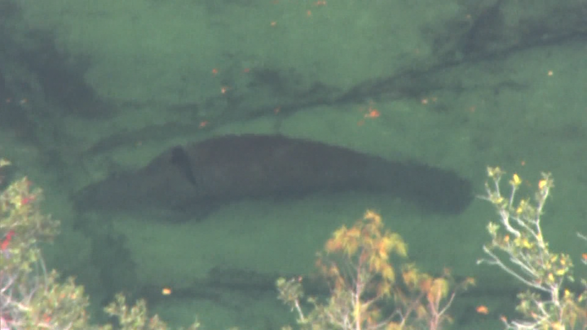 Manatee entangled in bicycle tire at Blue Spring State Park