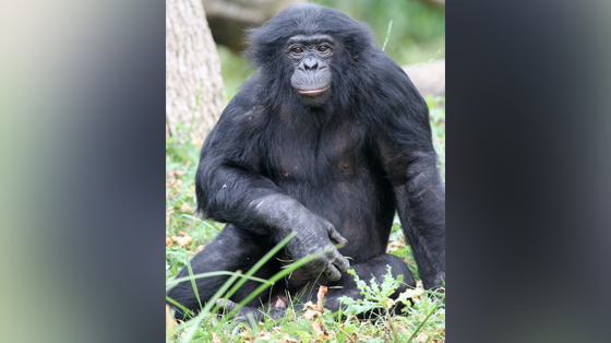 Ohio zoo mourns loss of bonobo, Toby