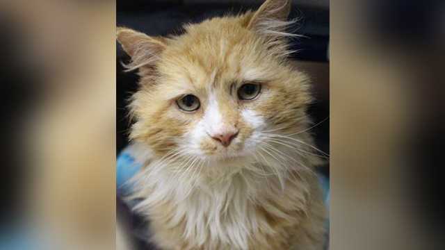 Cat who walked 12 miles back home, only to be rejected again, finds new ...