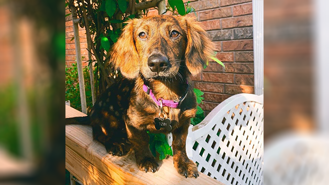 Oklahoma dog among winners of BARK's Top Dog Model Contest