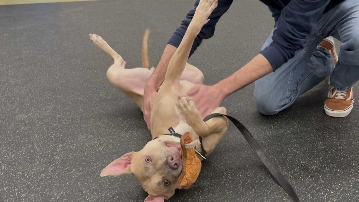 Meet the Nebraska Humane Society's pet of the week