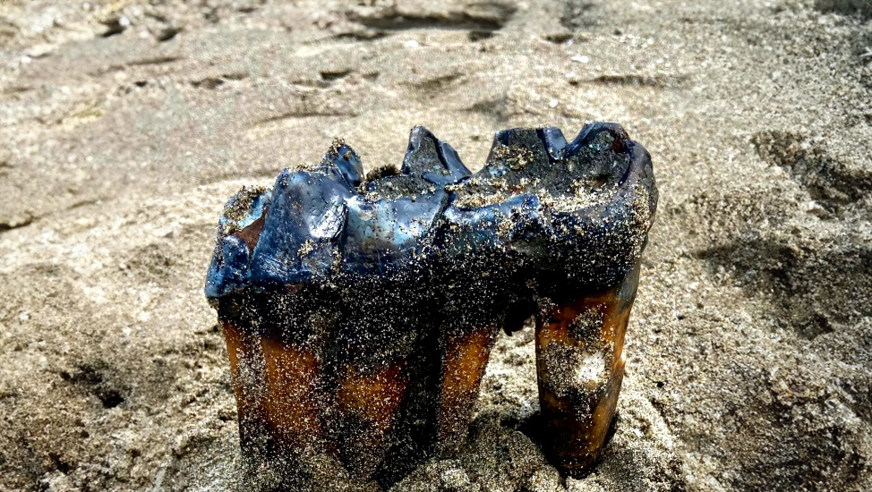 Mastodon tooth found on California beach on public display