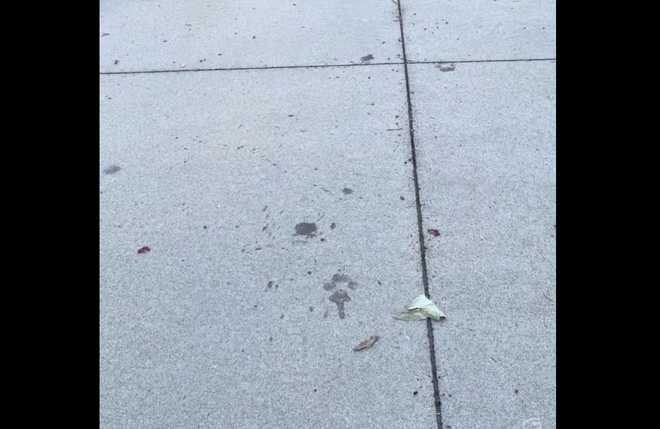 South Carolina: Dog stabbed, dumped at shelter