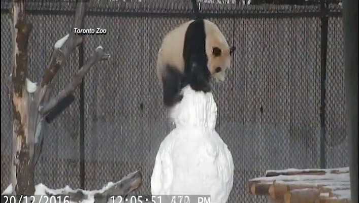 Video captures adorable panda vs snowman fight