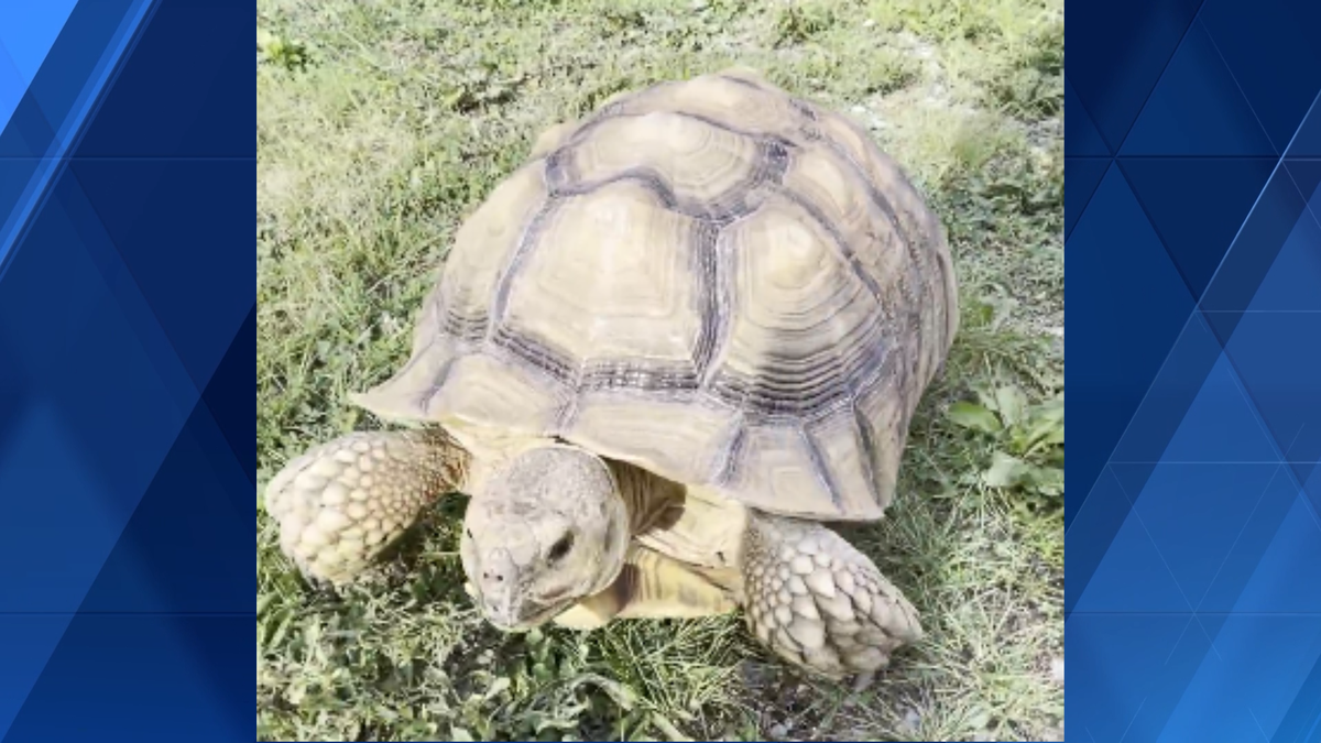 Family locates tortoise that escaped from farm on Cincinnati's west side