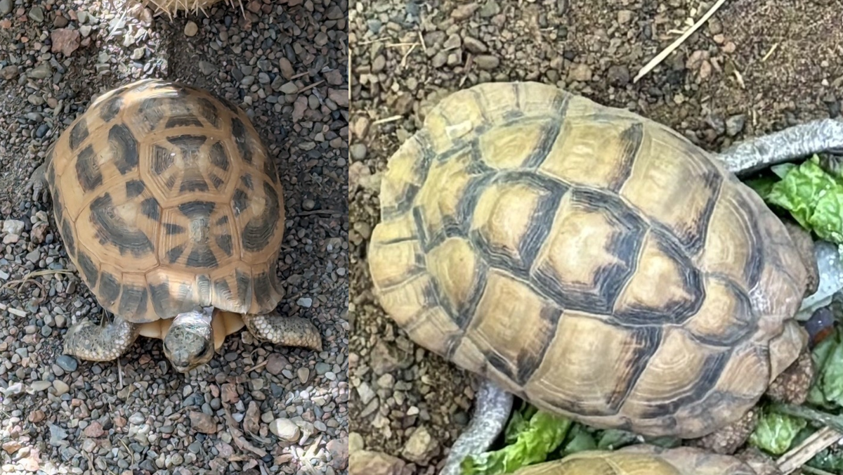 Critically endangered tortoises found safe after being stolen from ...