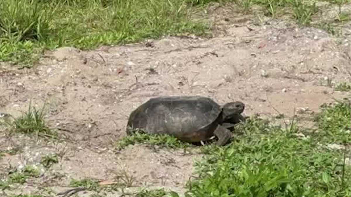 Investigation underway after dead tortoise found in Cape Coral