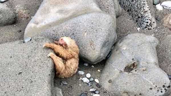 PHOTOS: Cincinnati couple rescue baby sloth