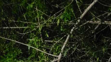 Wildlife trapper shows how he found and returned service dog to former ...