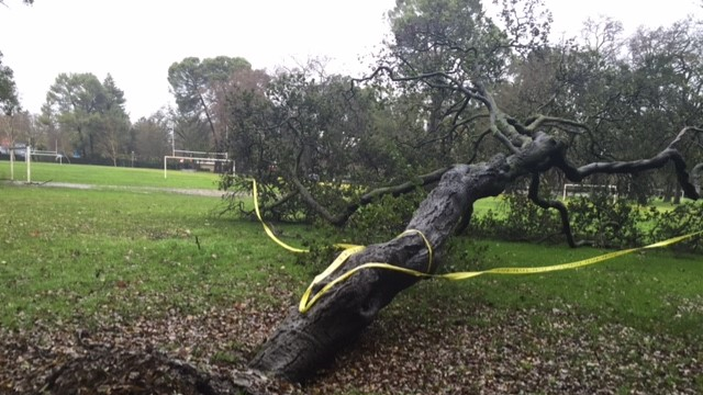How to spot problematic trees before they become an issue