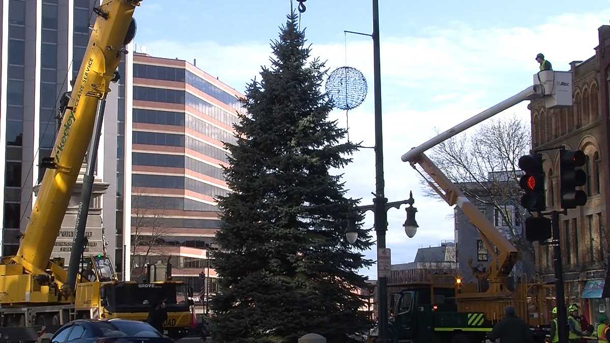 Too soon? Portland looking for perfect Christmas tree