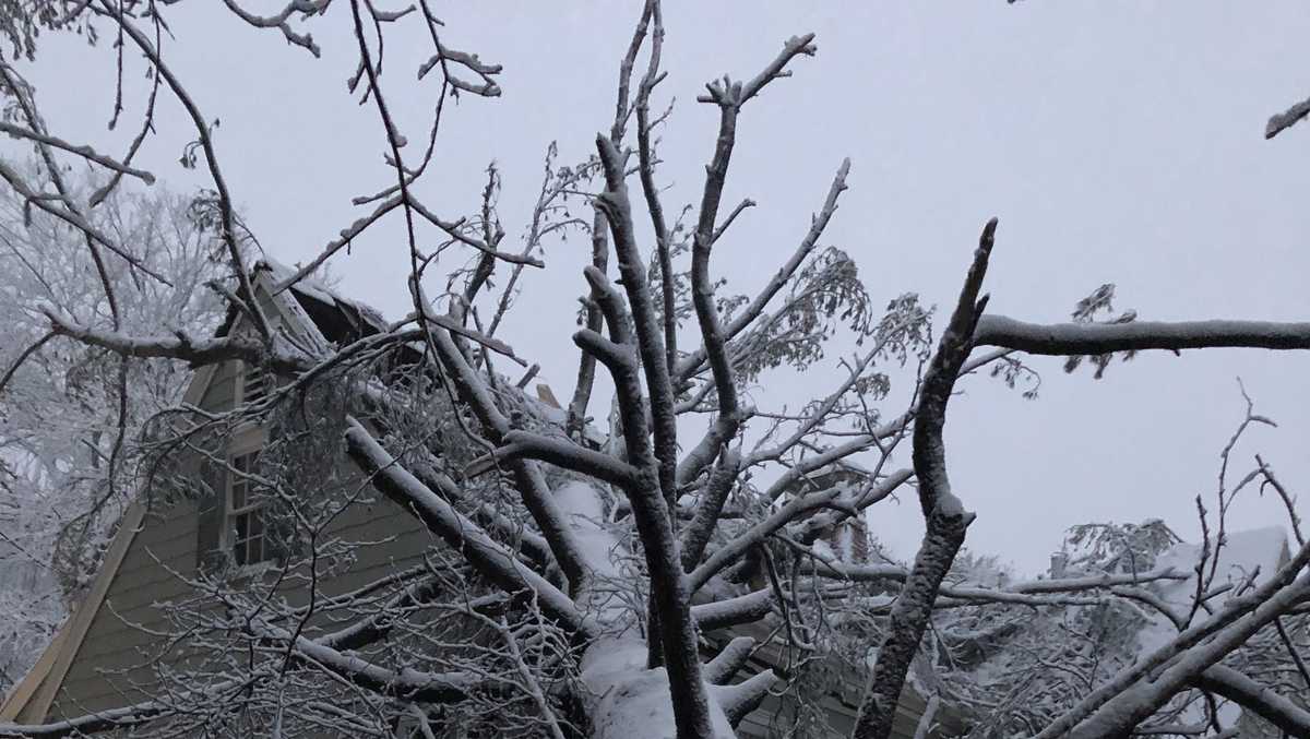Images: Heavy snow downs trees, causes commuter nightmares