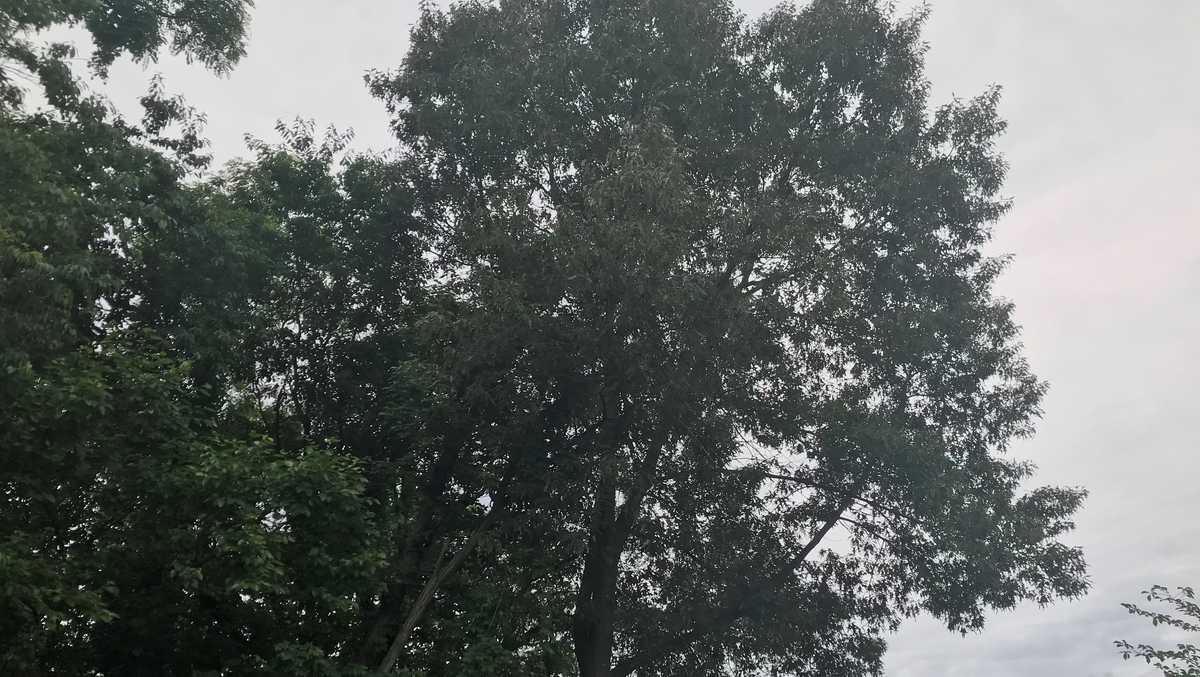 Warning signs of trees which could fall