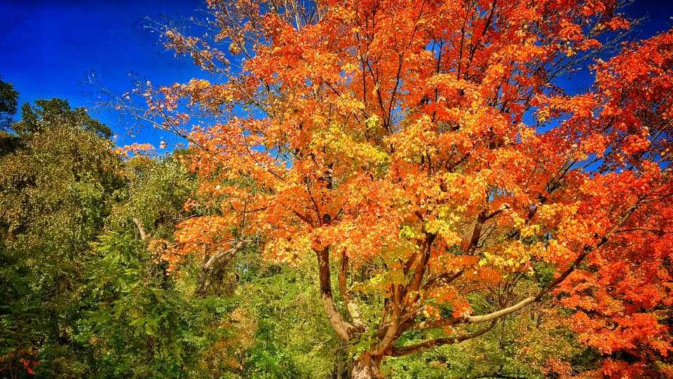 Fabulous fall