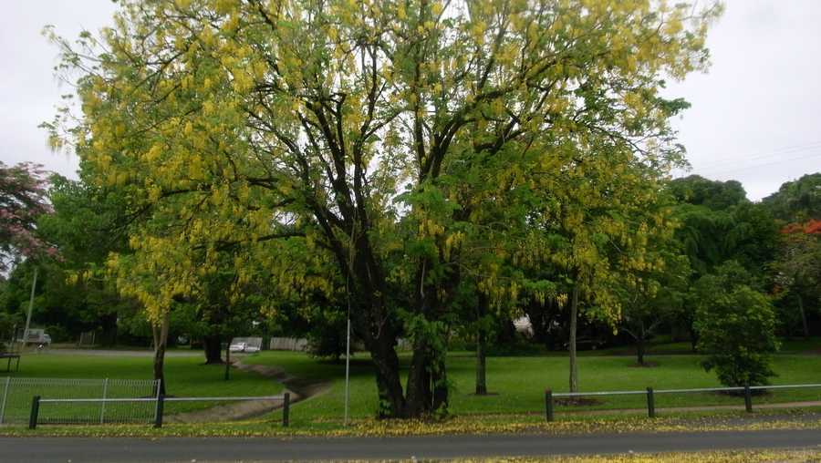 Cincinnati Parks, sponsors to give away free trees to homeowners