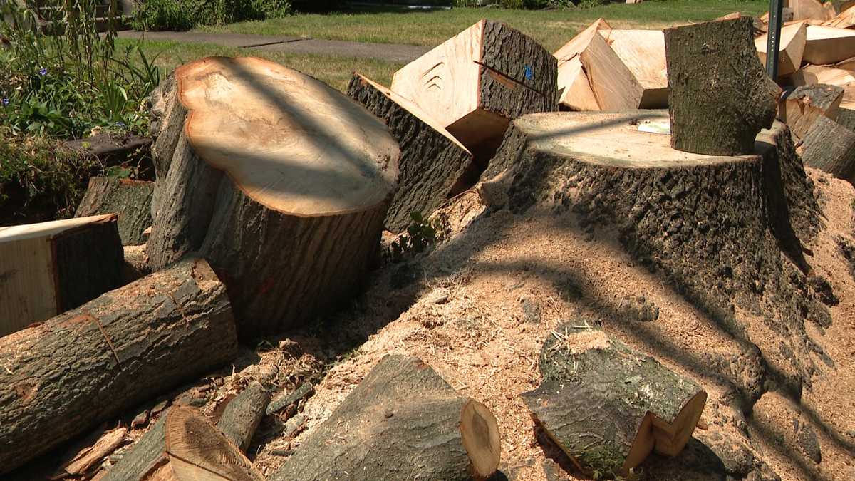 Wilkinsburg residents upset after trees cut down by Duquesne Light