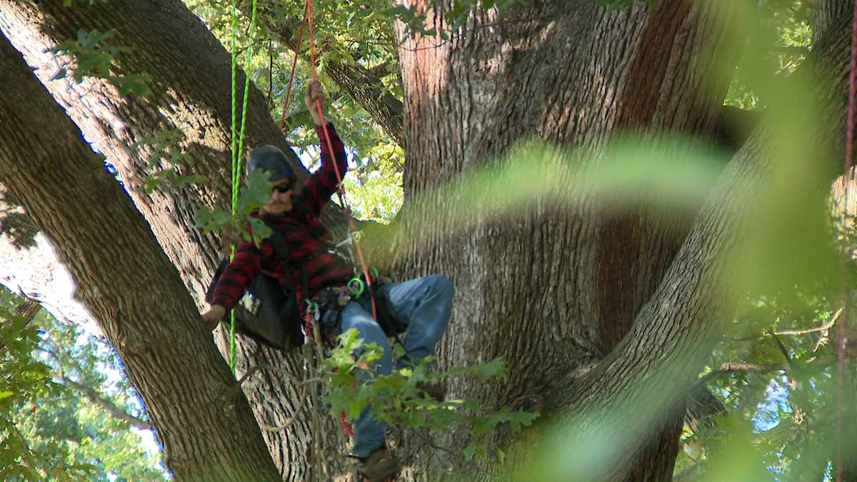 Shelby Park to host Kentucky Tree Climbing Championship this weekend