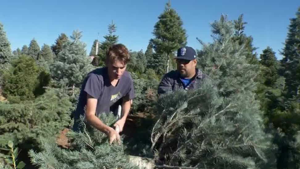 California Christmas tree farms, lots prepare for shoppers