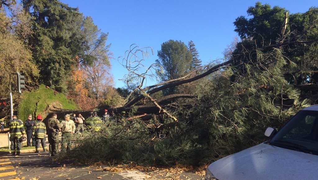 High winds cause havoc in Sacramento area, bringing down trees, causing ...