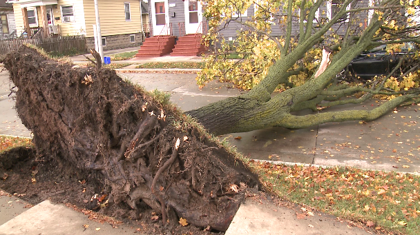 High impact day: heavy rain and gusty winds leads to trees down, 47,000 ...