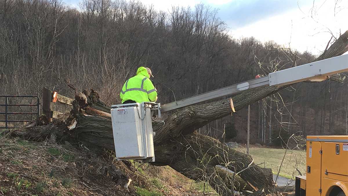 High winds bring down big tree