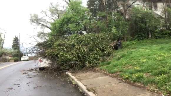 Downed tree reportedly blocking Winding Way Drive in Harrison