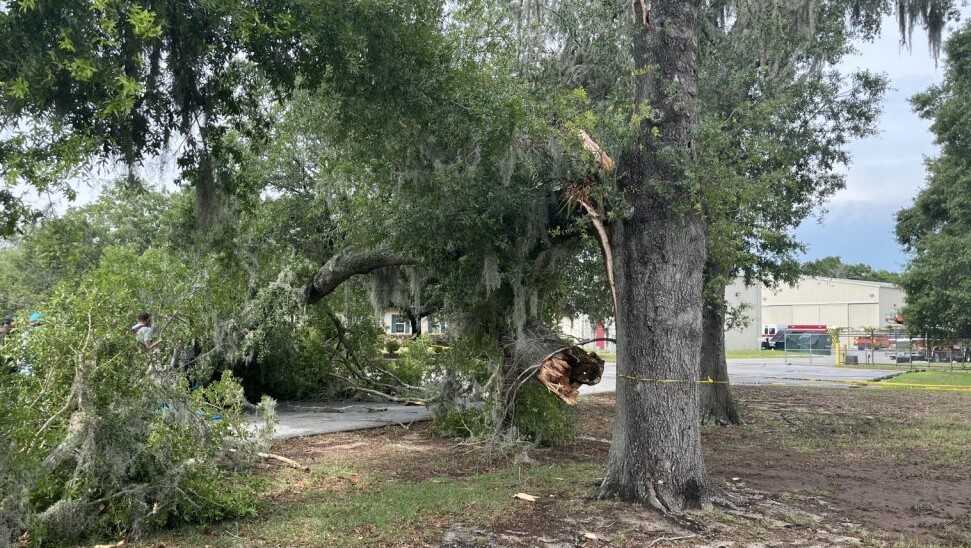 Falling tree kills Florida man as he, coworker try to run away