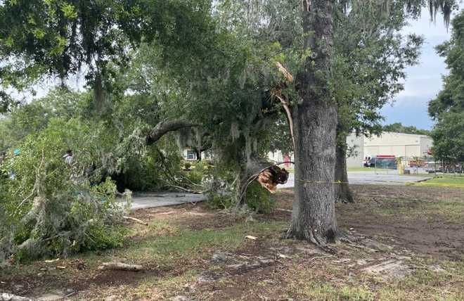 Falling tree kills Florida man as he, coworker try to run away